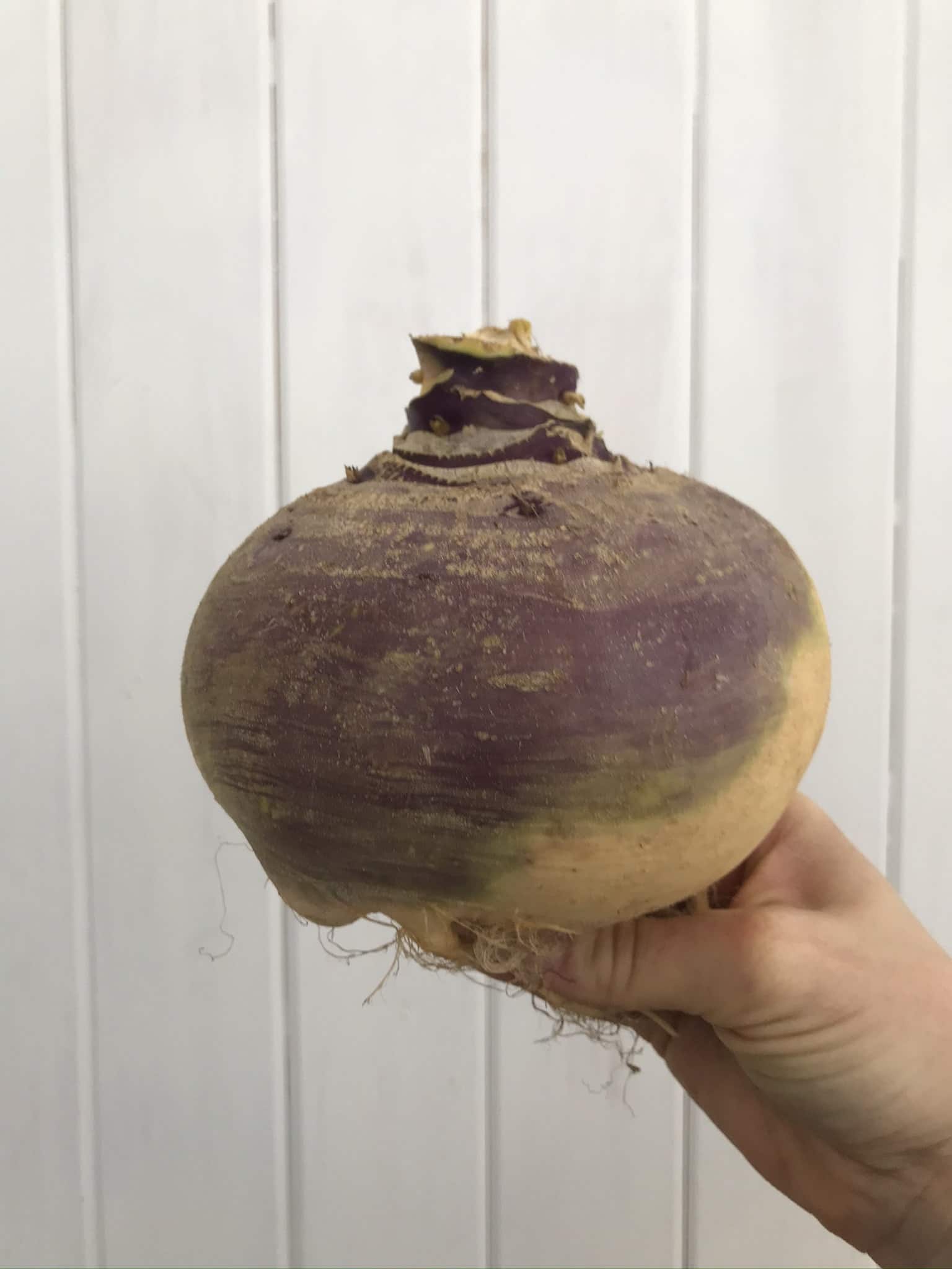 Rutabaga Size